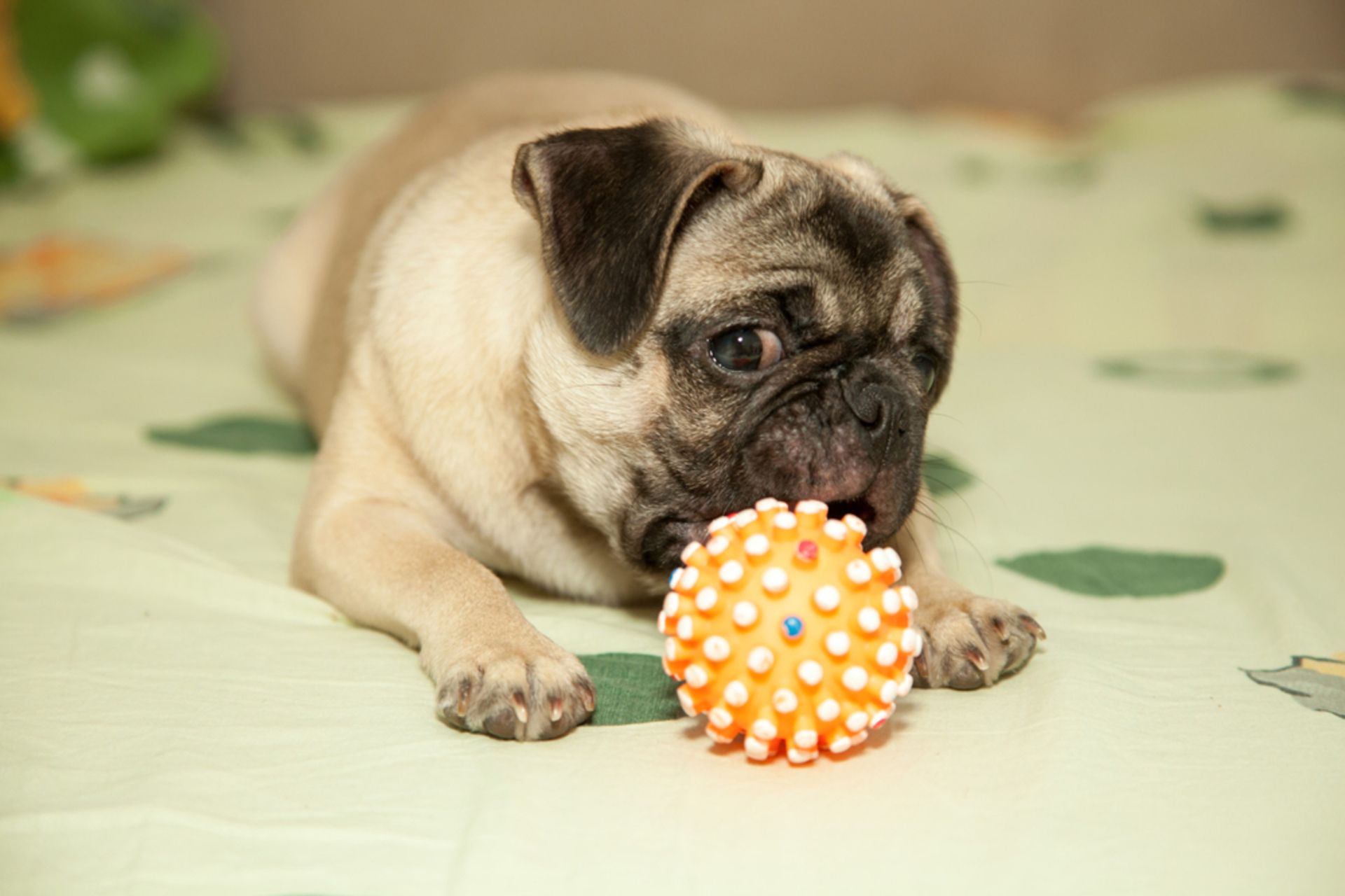 Mindful Veterinary Care FAQs