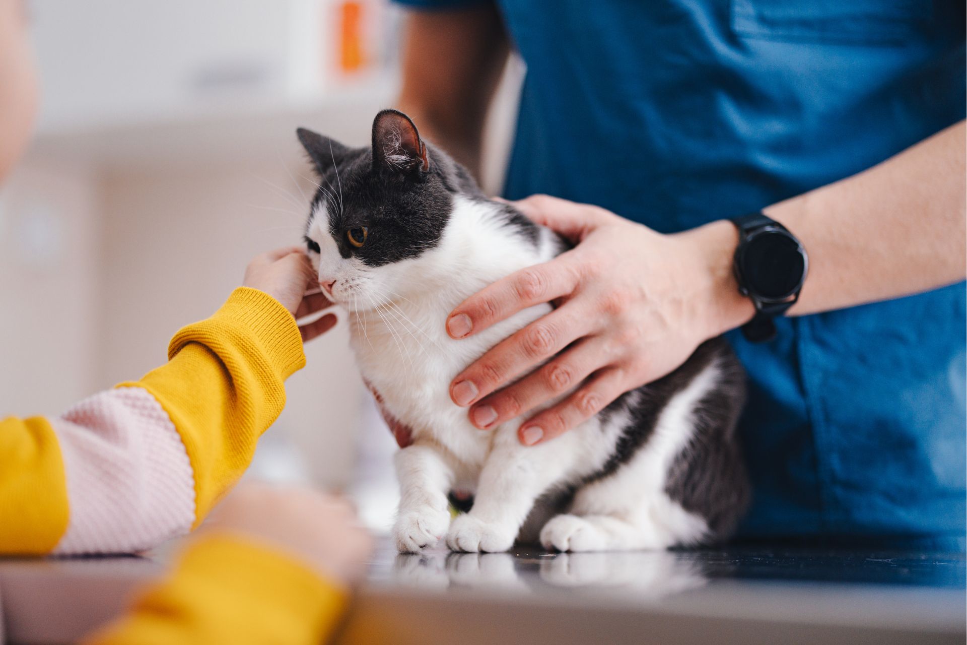 Lake Worth, FL Veterinary Services | Mindful Veterinary Care