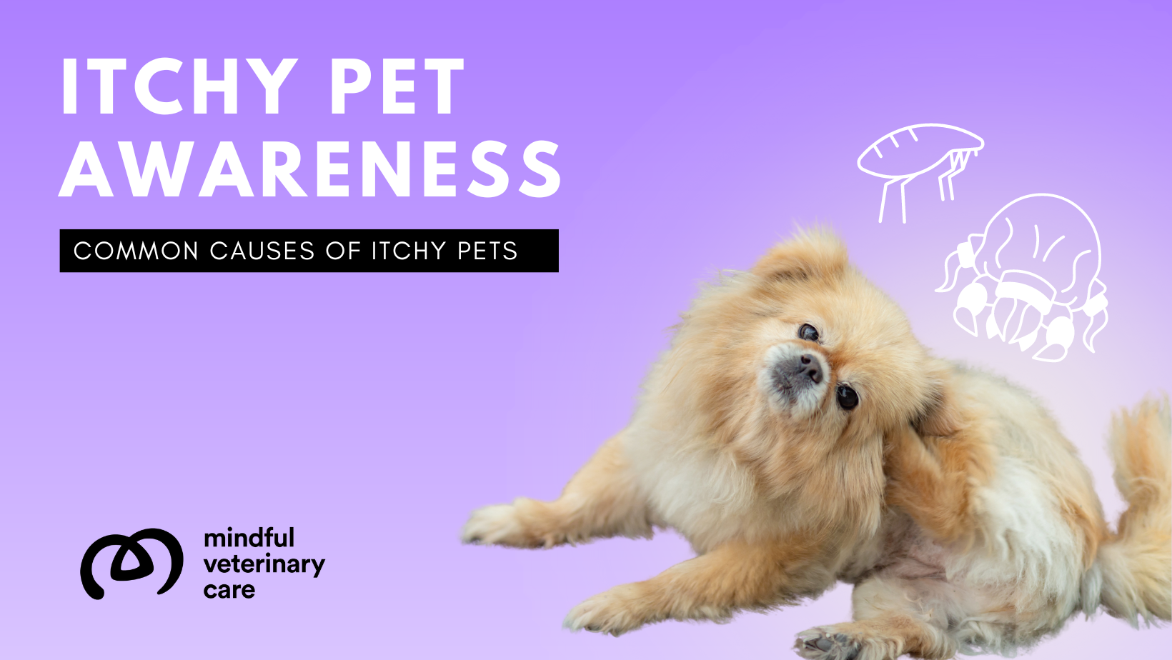 August Is Itchy Dog Awareness Month: Keep Your Pup Comfortable ...